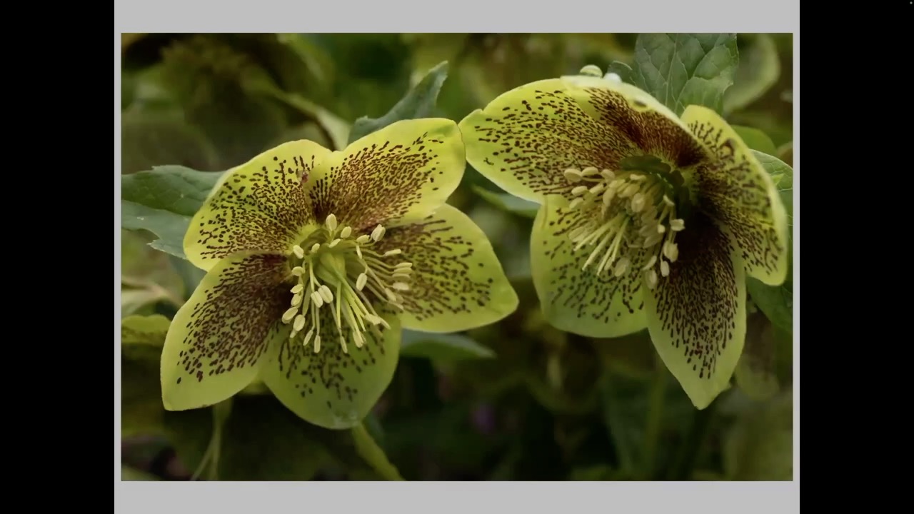 Ed Flint, Head Gardener, on his Desert Island Plants - Garden Masterclass